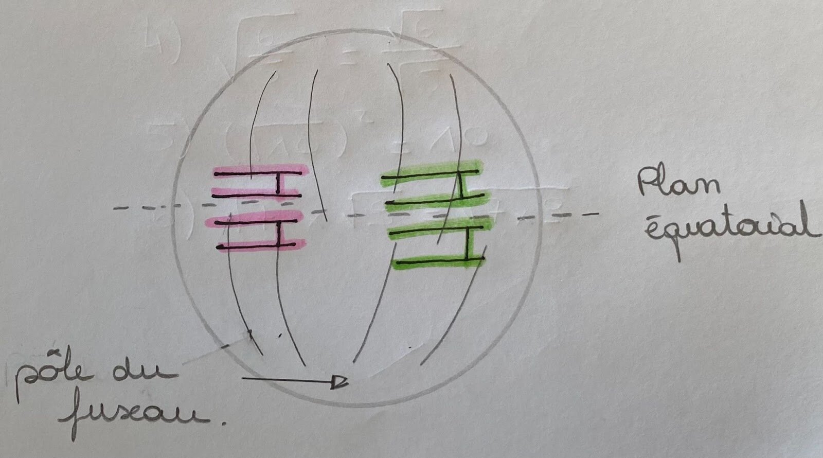 🧬 Le cycle cellulaire : fiche de cours - Sherpas