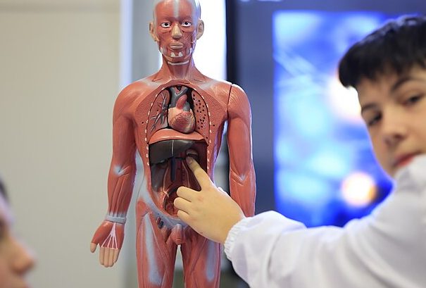 L'anatomie humaine : tout savoir 🧠- Sherpas